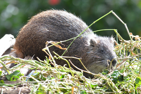 Hutias or Tree Rat | Project Noah