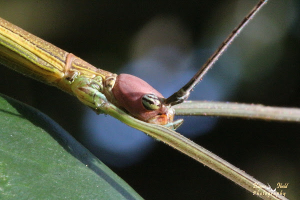 Winged stick insect | Project Noah