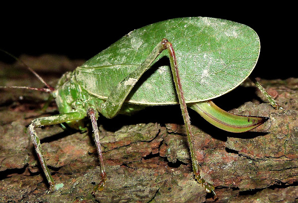 Common True Katydid | Project Noah