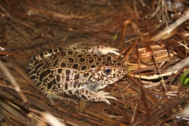 Northern Crawfish Frog | Project Noah