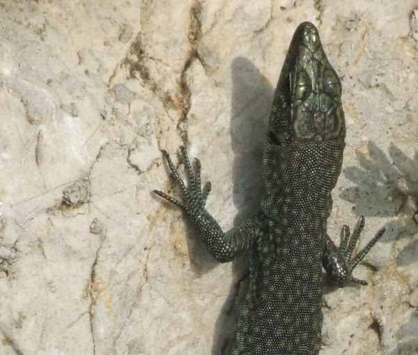 Sharp-snouted Rock Lizard | Project Noah