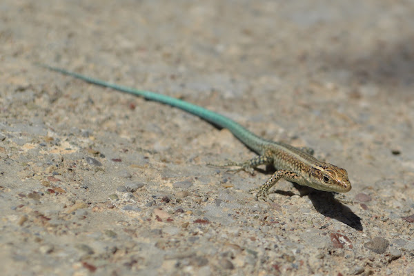 Oertzeni's Rock Lizard | Project Noah