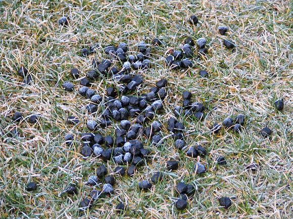 Elk poo | Project Noah