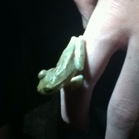 Squirrel Tree Frog | Project Noah