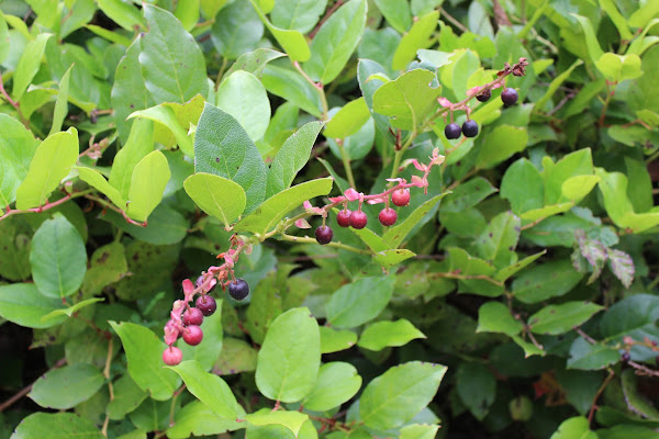 Salal | Project Noah