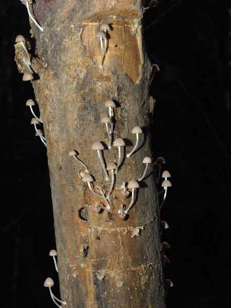 Mycena sp. | Project Noah