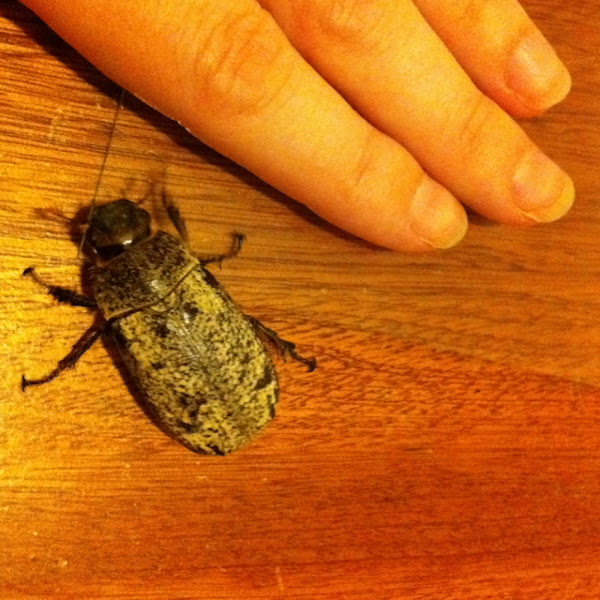 Cane Beetle | Project Noah