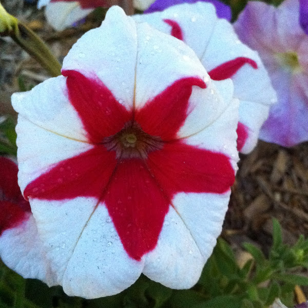 Petunia var. Red Star | Project Noah