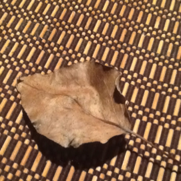 Sugar maple | Project Noah