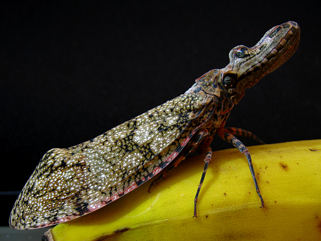 Jequitiranaboia | Project Noah