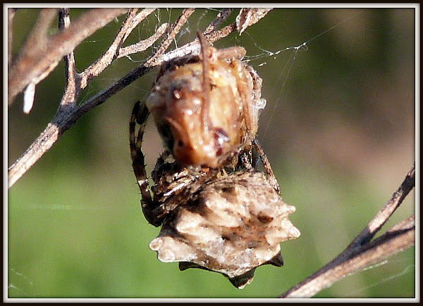 Star-bellied Orb Weaver Spider | Project Noah