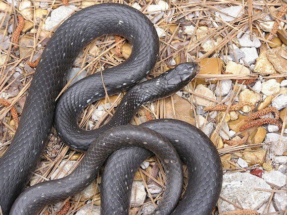 Buttermilk Racer | Project Noah