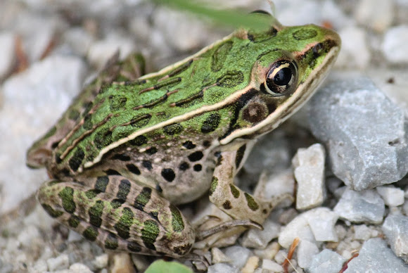 Northern Leopard Frog | Project Noah