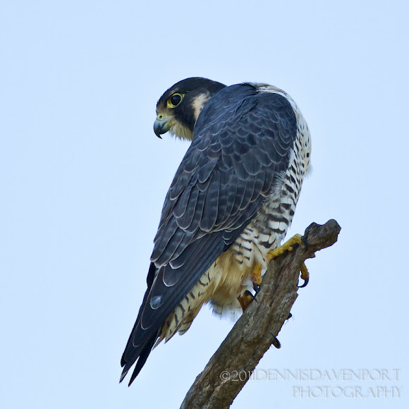 Peregrine Falcon | Project Noah