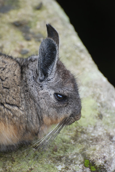 Northern Viscacha | Project Noah