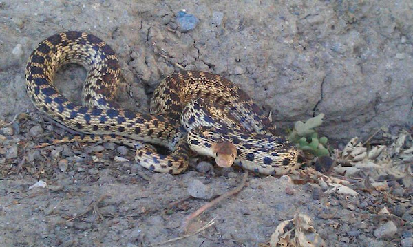 Gopher snake | Project Noah