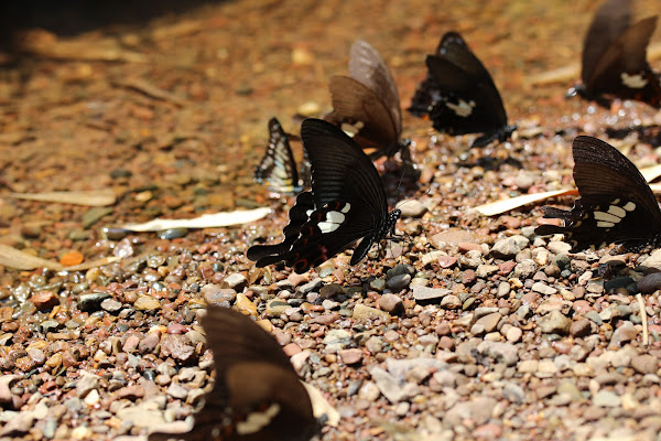 Red Helen | Project Noah