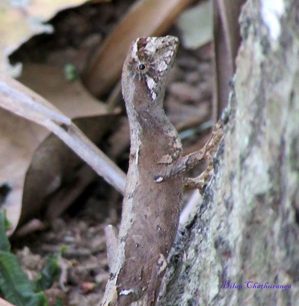 Sri Lankan Kangaroo Lizard | Project Noah