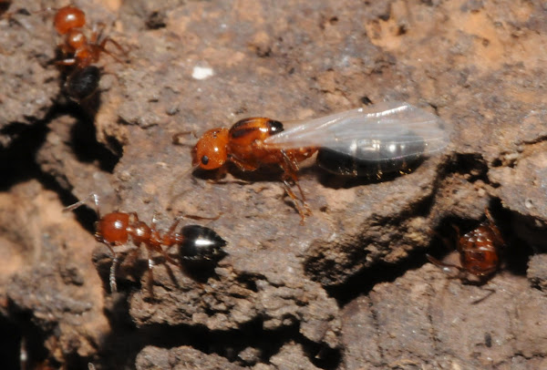 Acrobat ants | Project Noah