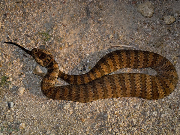 Common Death Adder | Project Noah