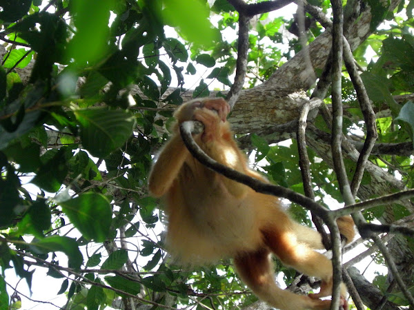 Mantled howler monkey(rare lack of melanin) | Project Noah