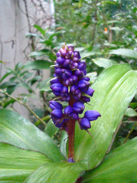 Blue Ginger | Project Noah