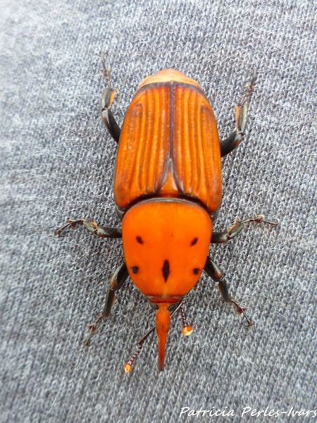 red palm weevil | Project Noah