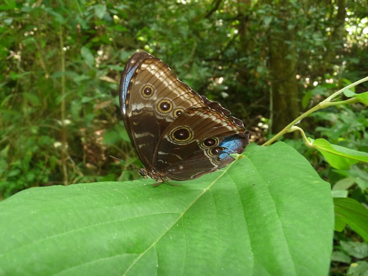 Blue Morpho - Morfo Azul | Project Noah
