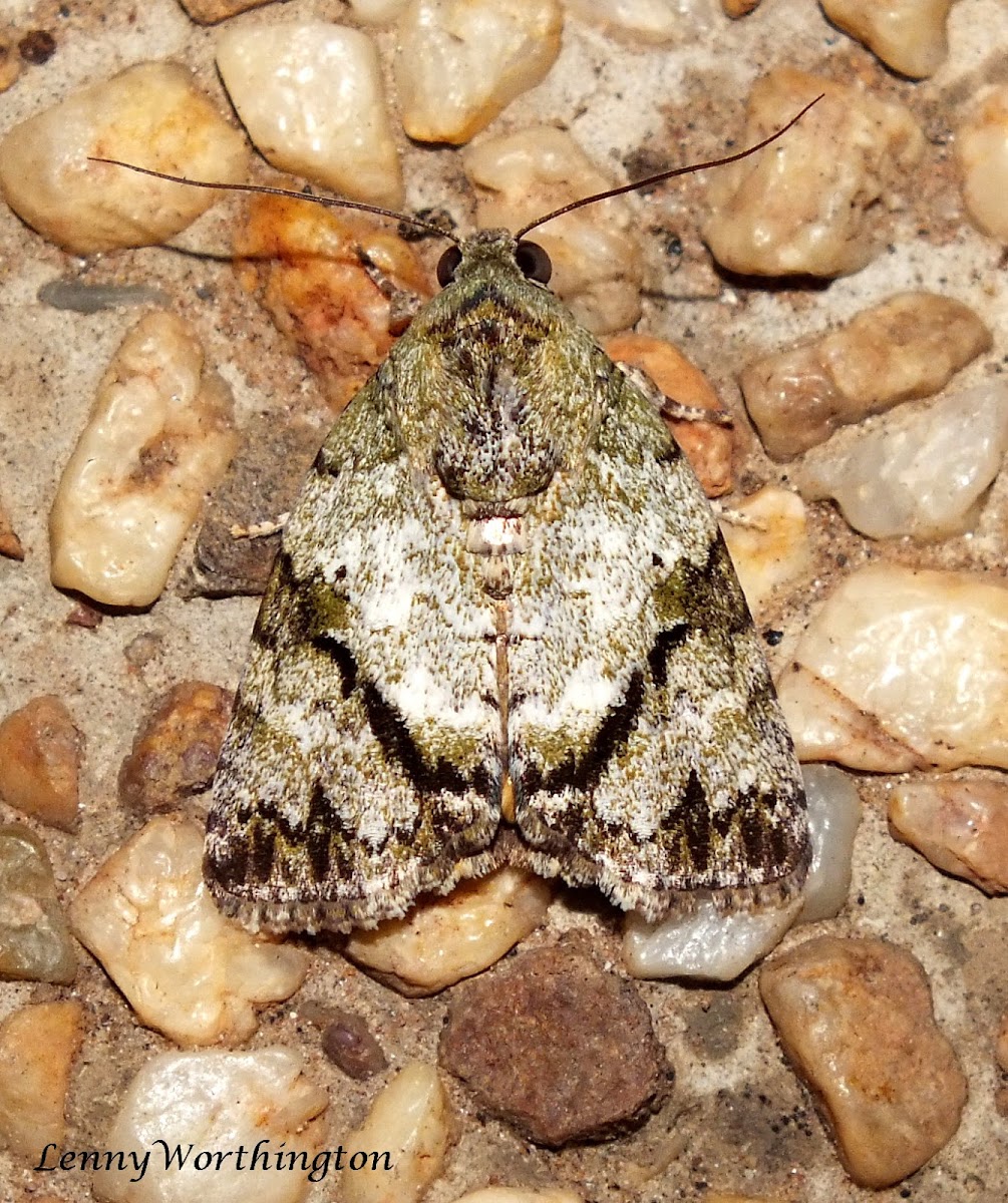 Unknown Moth | Project Noah