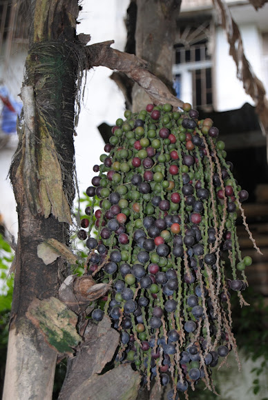 Acai Palm | Project Noah