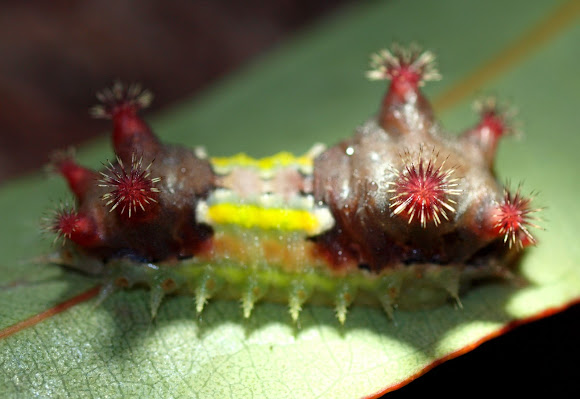 Mottled Cup Moth Caterpillar | Project Noah