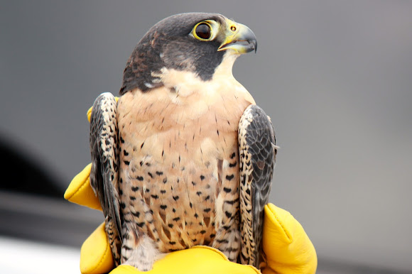 Peregrine Falcon | Project Noah