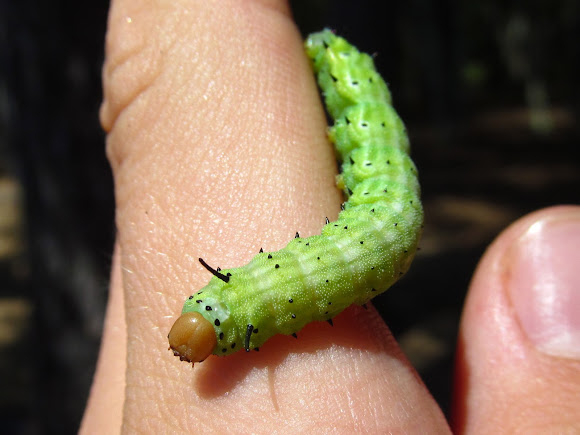Rosy Maple Moth (larva) | Project Noah