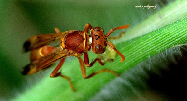 Red wasp | Project Noah