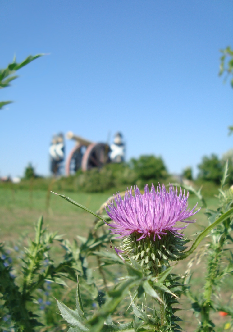 Carduus | Project Noah