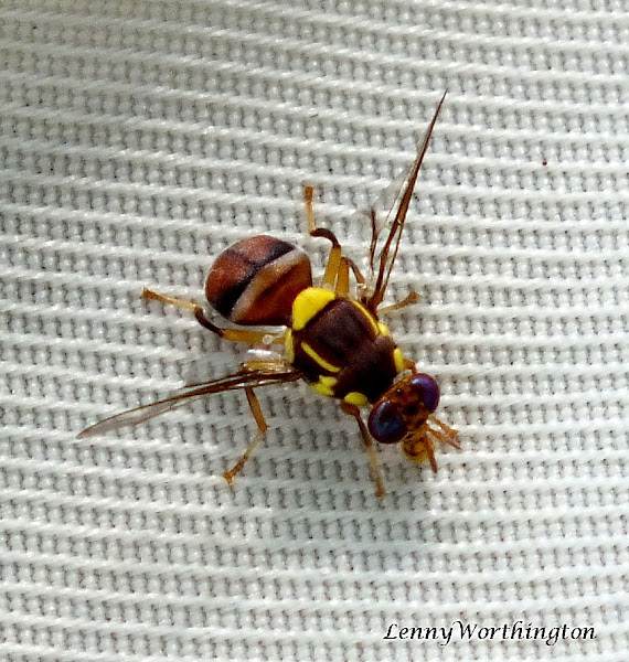 Asian Fruit Fly | Project Noah