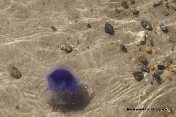 Blue Jellyfish | Project Noah