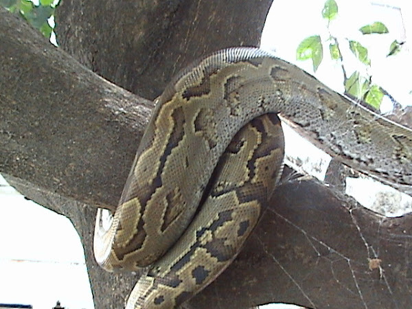 Piton de las Rocas | Project Noah