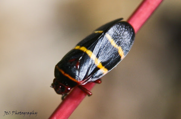 Two-lined Spittlebug | Project Noah