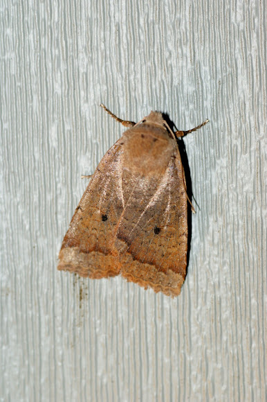 Variable Sallow Moth | Project Noah