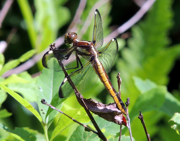 Spangled Skimmer | Project Noah
