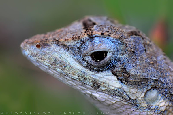 fan-throated lizard | Project Noah