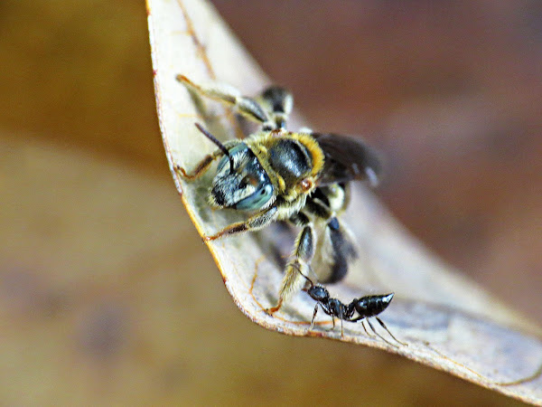 Exomalopsis sp. | Project Noah