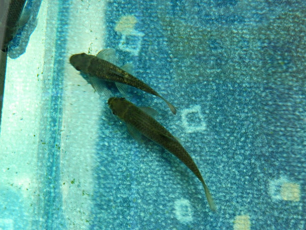 Doctor fish | Project Noah