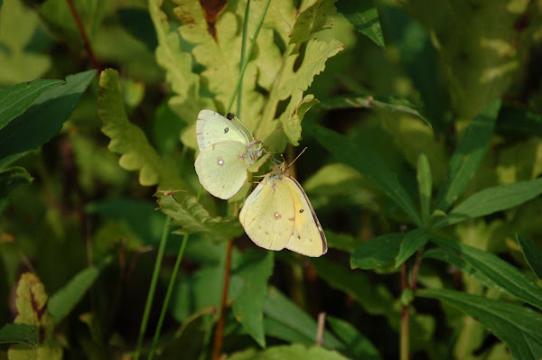 Clouded sulphur | Project Noah