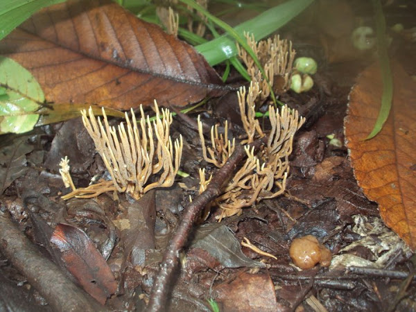 Hongo coral | Project Noah