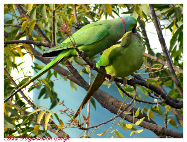 Indian Parrot | Project Noah