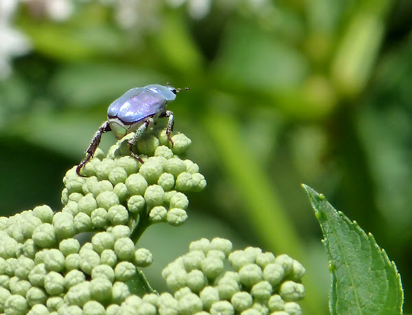 Blue Chafer (male) | Project Noah