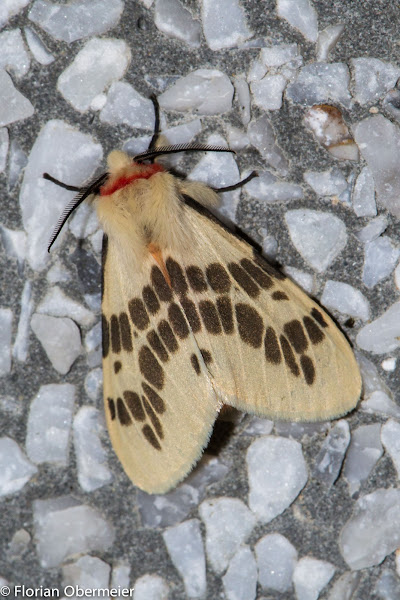 Tiger Moth | Project Noah