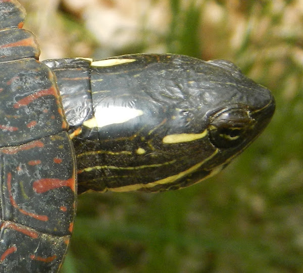 Painted Turtle | Project Noah